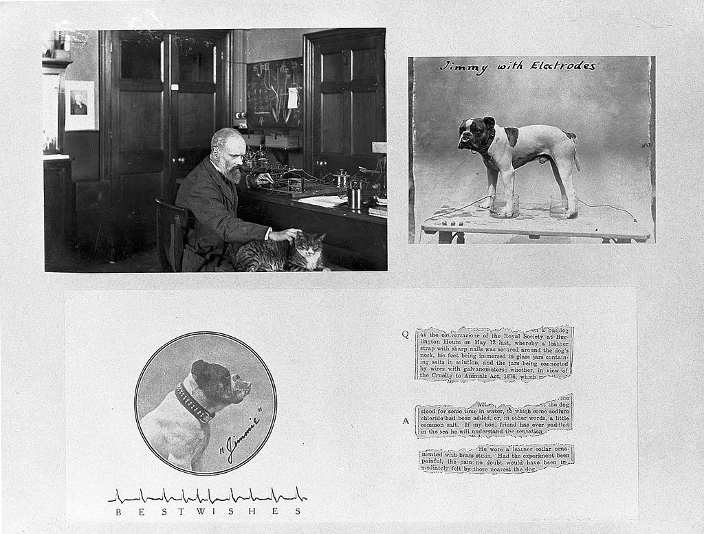 Willem Einthoven and the Electrocardiogram - Past Medical History